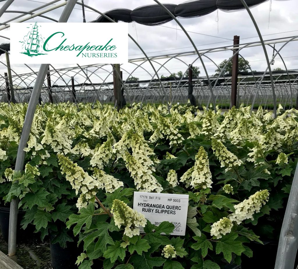 Our Growers – Blue Water Horticulture